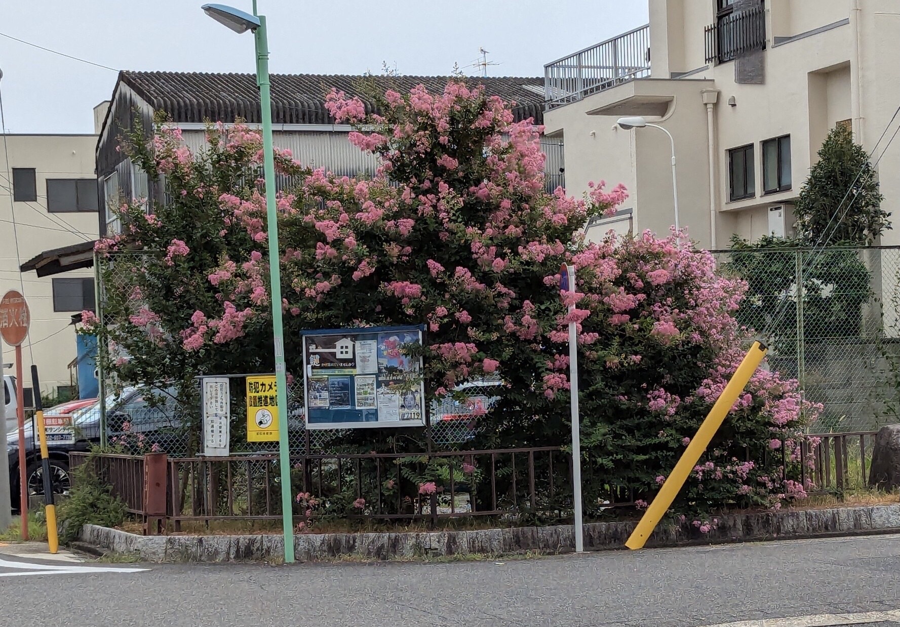 満開の夏の花（にっき） | PUANA